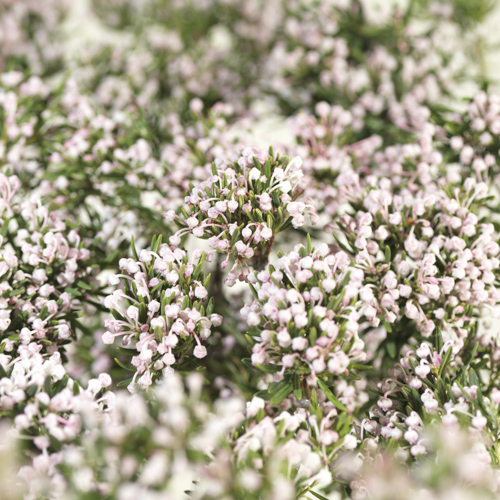 Andromeda polifolia 'Compacta' - Snepvangers Tuinplanten