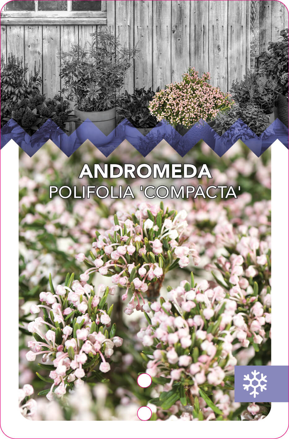 Andromeda polifolia 'Compacta' - Snepvangers Tuinplanten