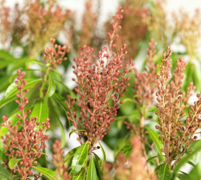 Pieris japonica 'Bonfire' - Snepvangers Tuinplanten